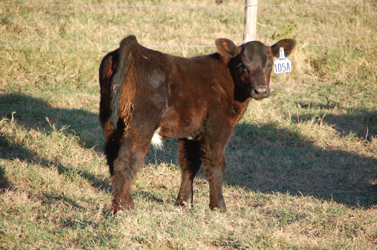 Buck Cattle Co. Blog: September 2011