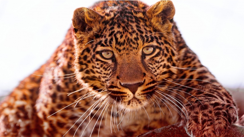 Leopard | Imagini desktop