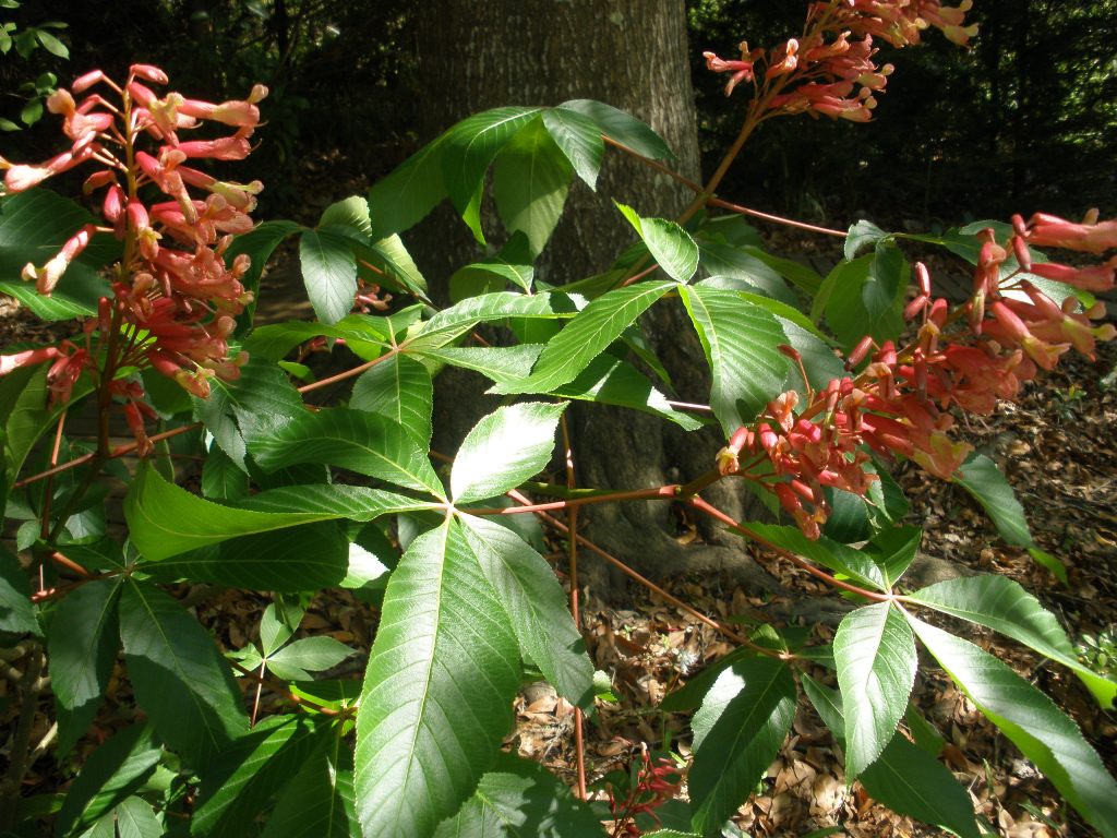 MARIETTE'S BACK TO BASICS: {Aesculus pavia -- Red Buckeye}