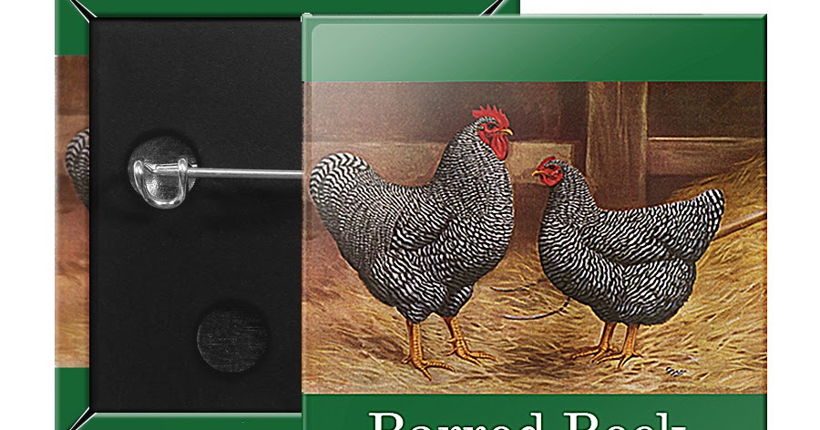 Buttons Featuring Vintage Chicken Illustrations