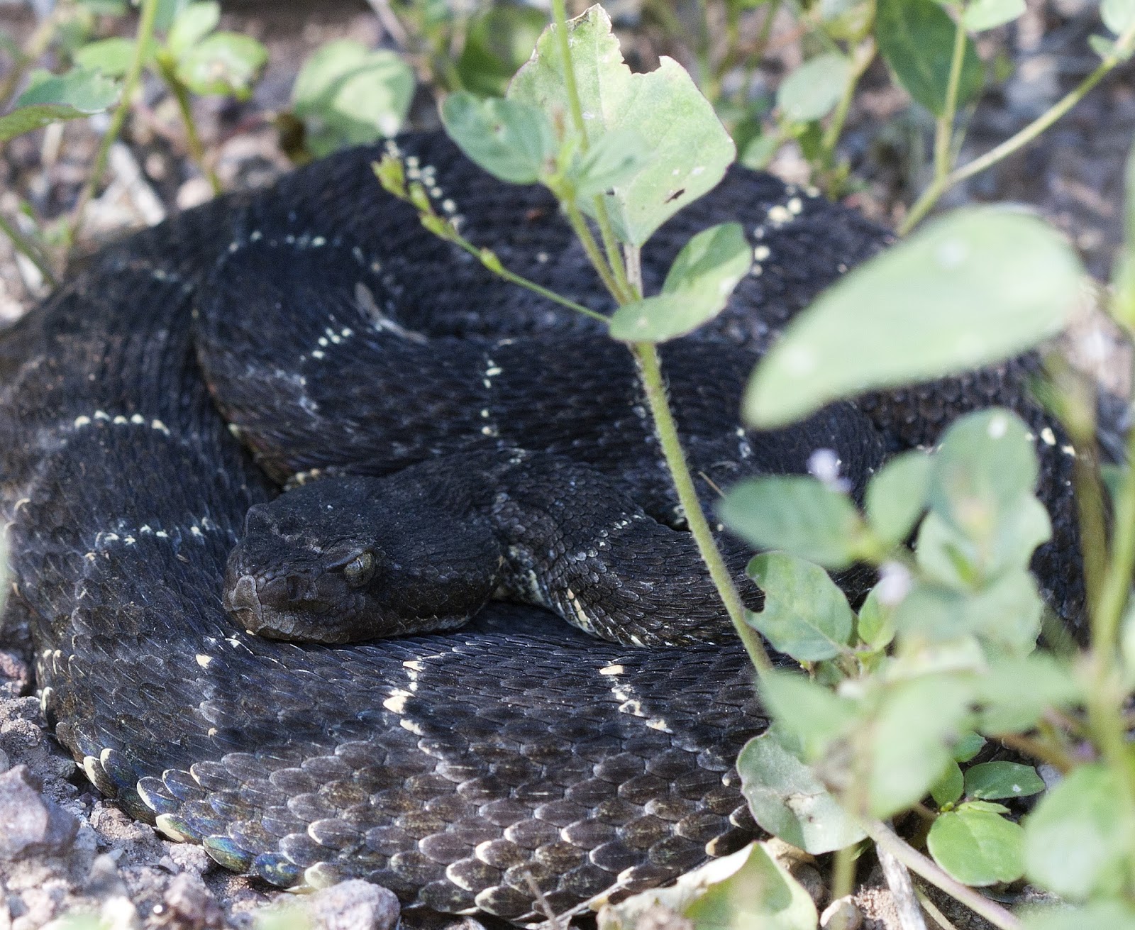 Salamander-Shmalamander: Arizona Black Rattlesnakes at Muleshoe Ranch