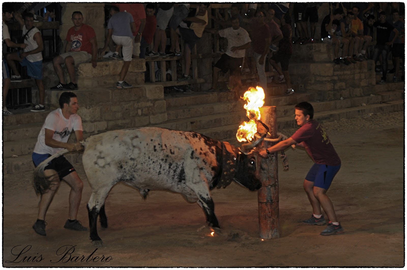 Ganadería "Hnos Maylin" Toro embolado Cantavieja (Teruel) | Fotografia ...