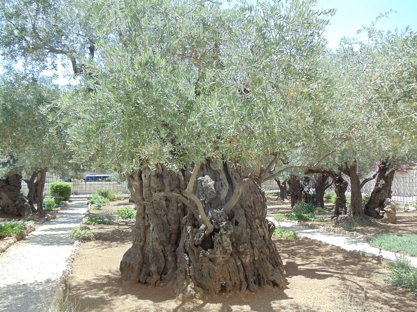 Saqib Bashir: 5000 years old Olive tree