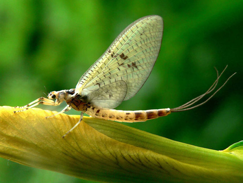 Signorina Silvietta house: L’Effimera… sta sfigata…