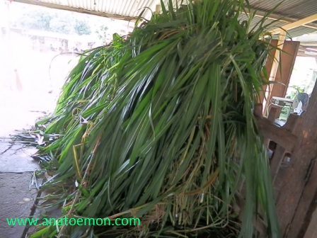 Rumput Gajah Pakan Sapi - Jarot Madana