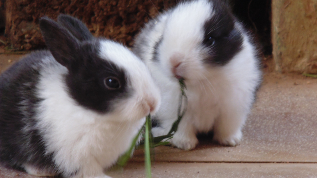 Conejos bonitos - Imagui