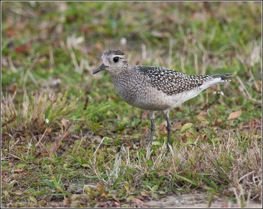 Explorations of an Ecologist: The rest of Moosonee