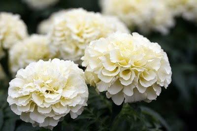 The Basics - Main Ocs