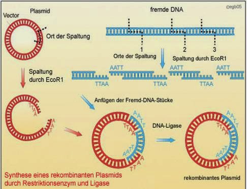 DUNIA BIOSAINS: Plasmid dan Penggunaannya dalam Rekayasa Genetika