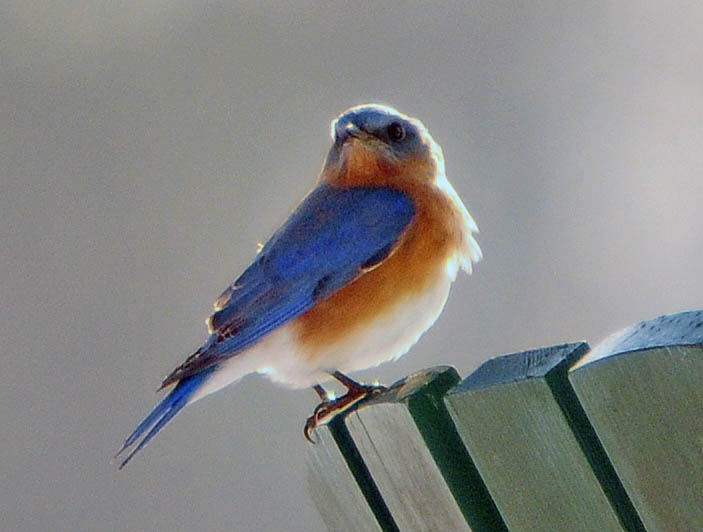 One Jackdaw Birding: The Bluebird of Hope and Happiness