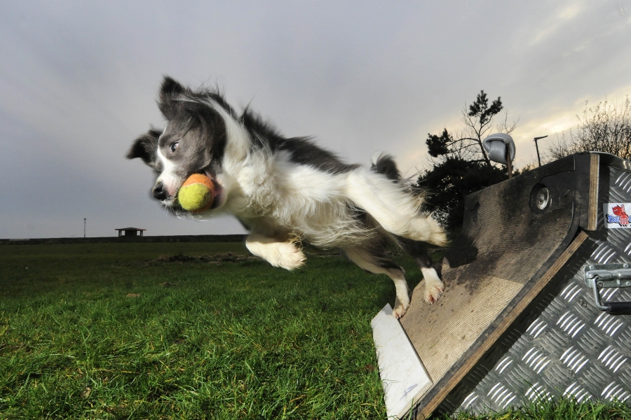 All about Flyball - Drag Racing for Dogs | Australian Dog Lover