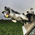 All about Flyball - Drag Racing for Dogs | Australian Dog Lover