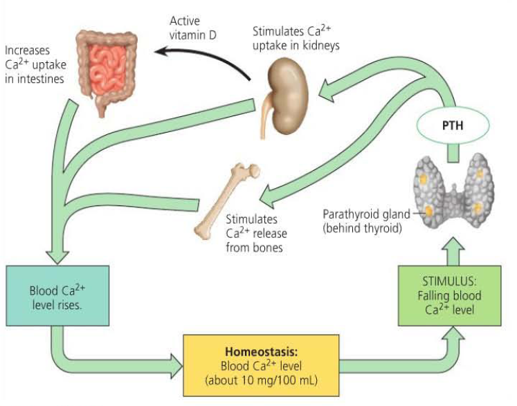 Endocrine System: Parathyroid Hormone