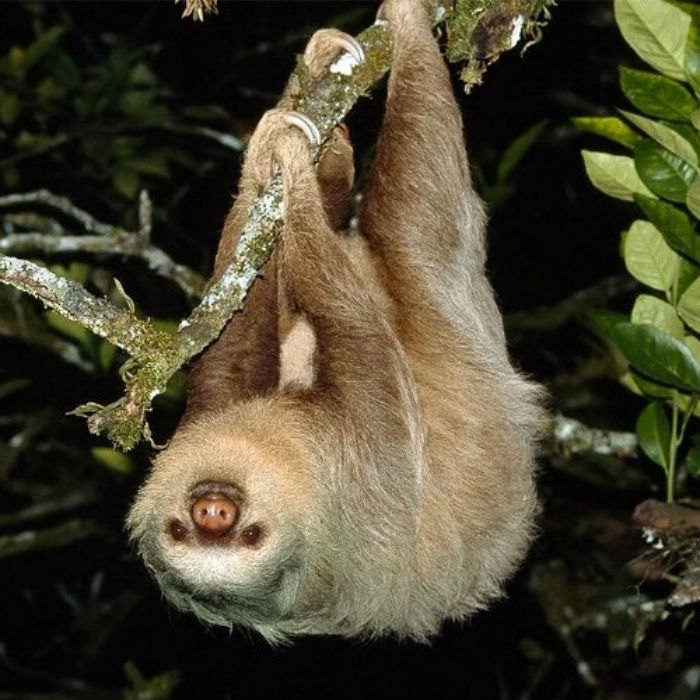 Los perezosos. ~ Curiosidades y Mas