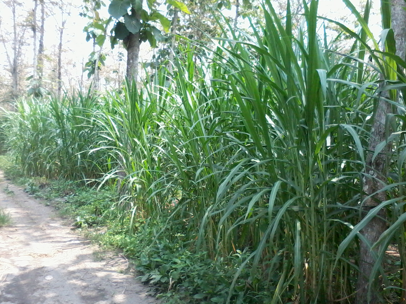Bibit Rumput Gajah king grassTaiwan (Kolonjono) ~ JUAL RUMPUT TAMAN DAN ...
