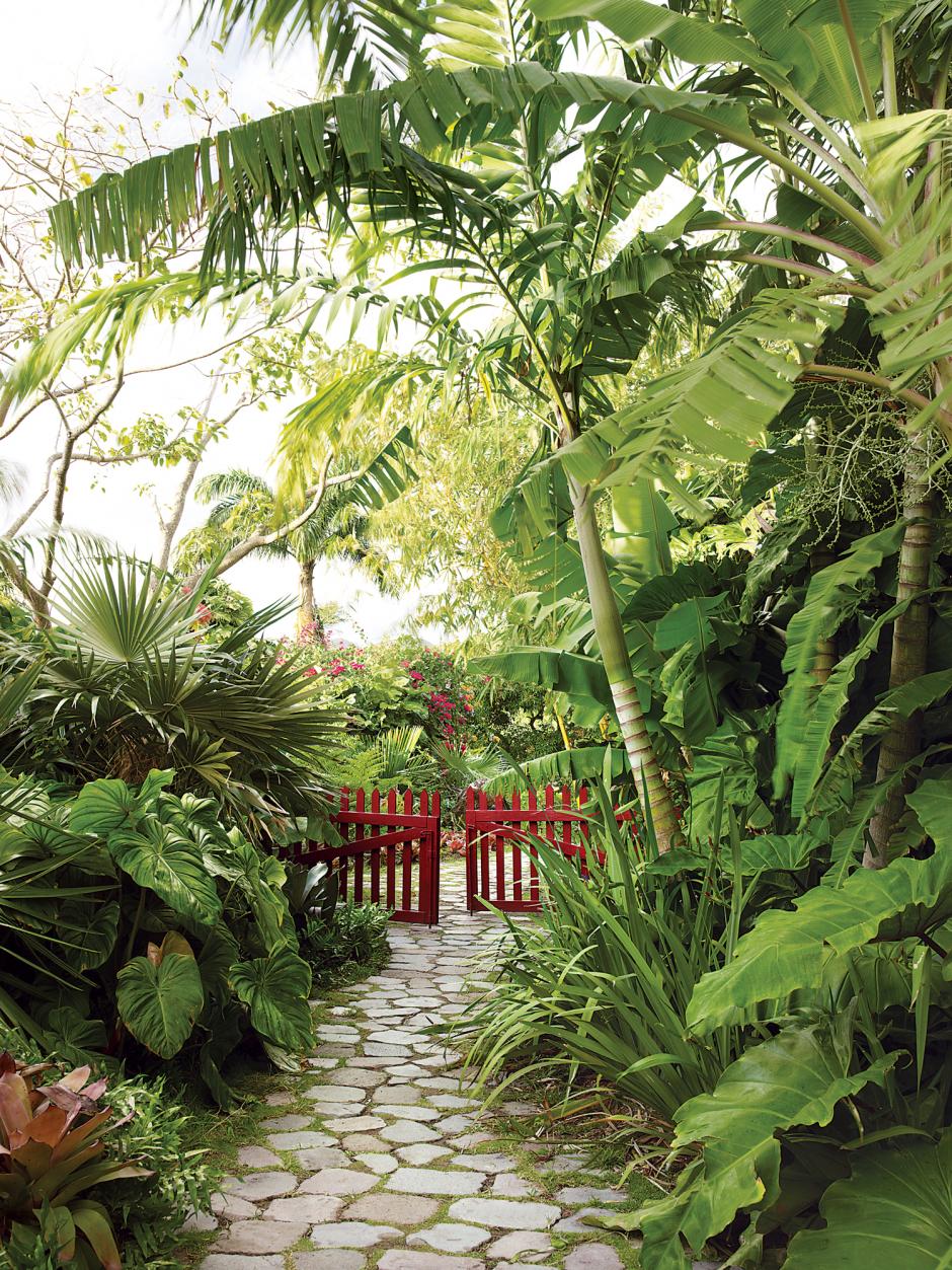 jardin tropical | Jardin tropical, Beaux jardins, Idées jardin