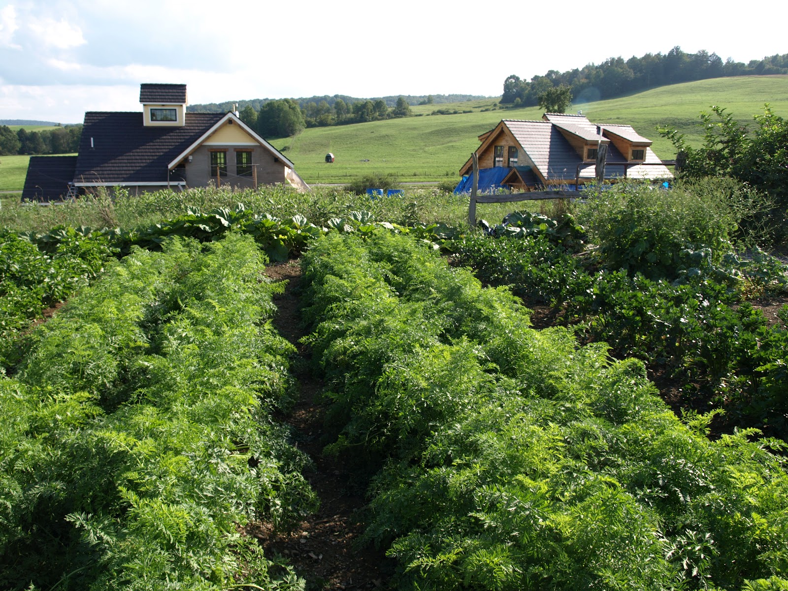 Cairncrest Farm: August 2012