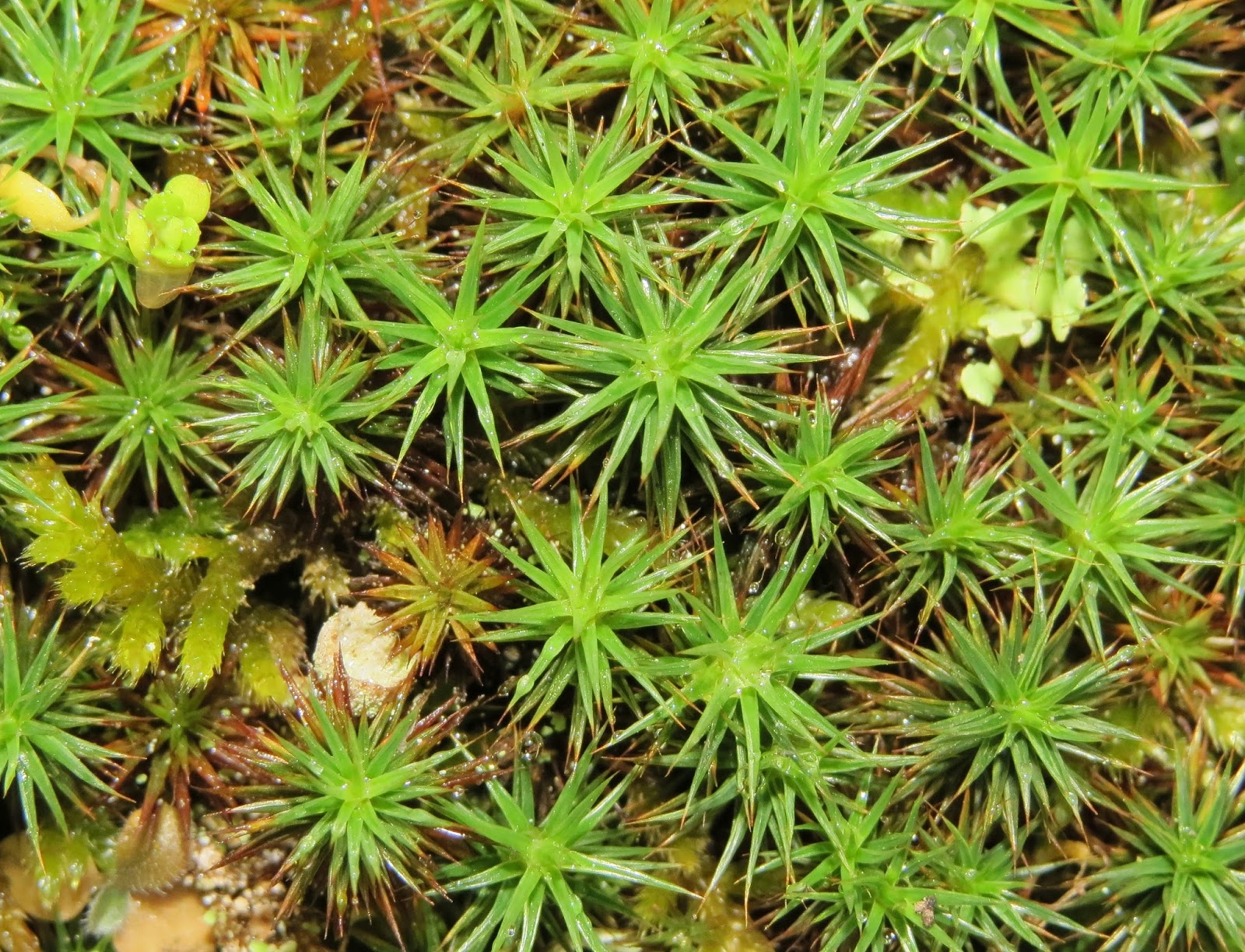 El Zorzal Charro: Plantas criptógamas de Ledesma (II)