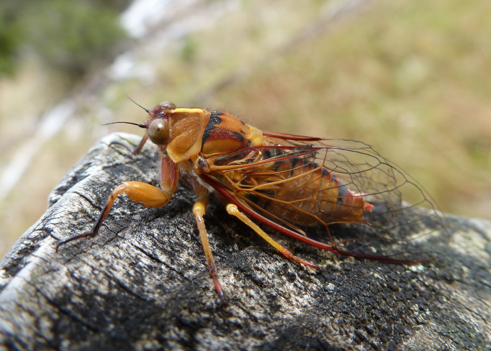 Natural Musings: Insects in New Zealand