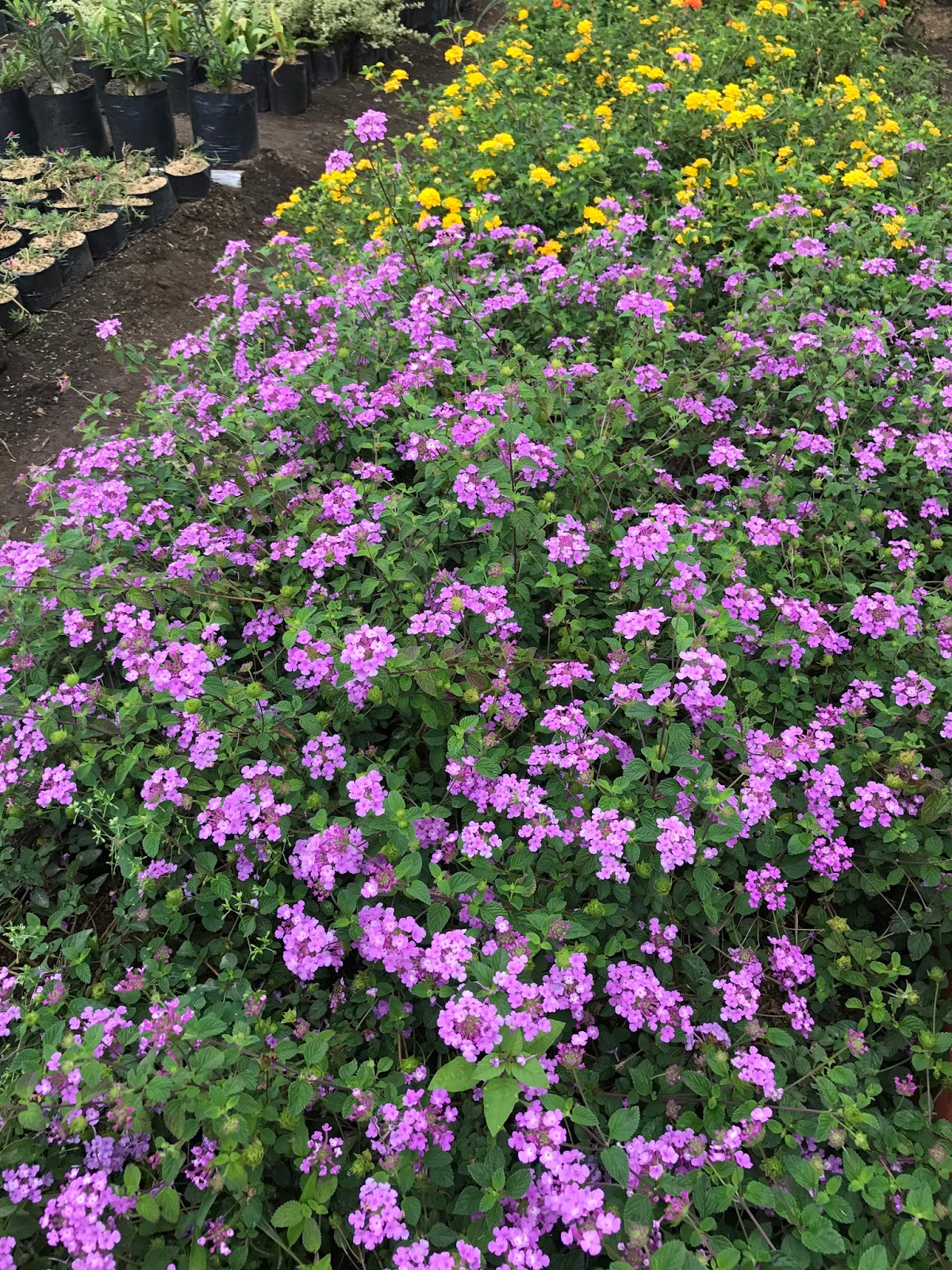 Zonas Verdes: Galería de Plantas