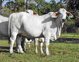 CARA MENGAWINKAN SAPI BETINA | Tips Petani