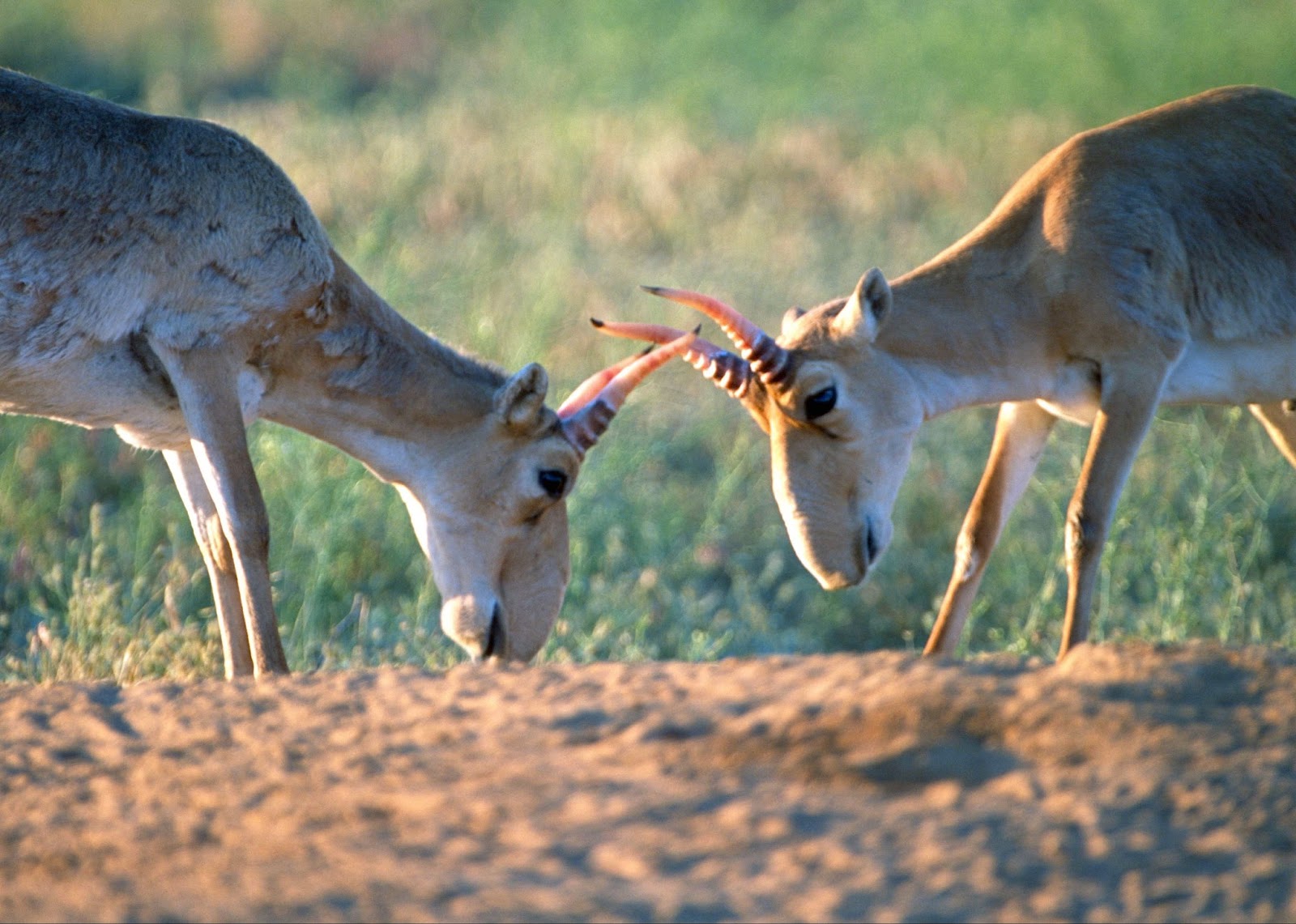 save nature animal: The Saiga Antelope