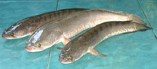 Mengenal Perbedaan Ikan Gabus dan Ikan Toman | Blogger Mancing