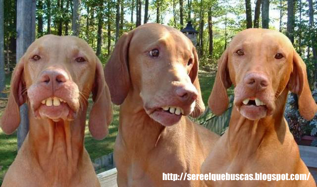 Perros Dienton - WTF ~ SereElqueBuscas - Imagenes de risa Y Amor