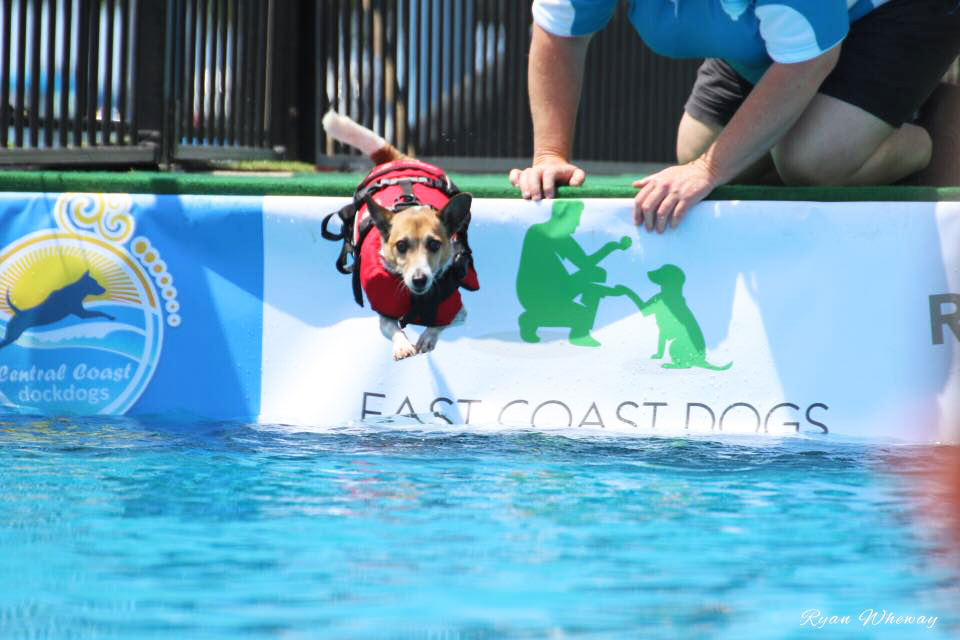 Central Coast Dogs in the Park - 18 & 19 Nov | Australian Dog Lover