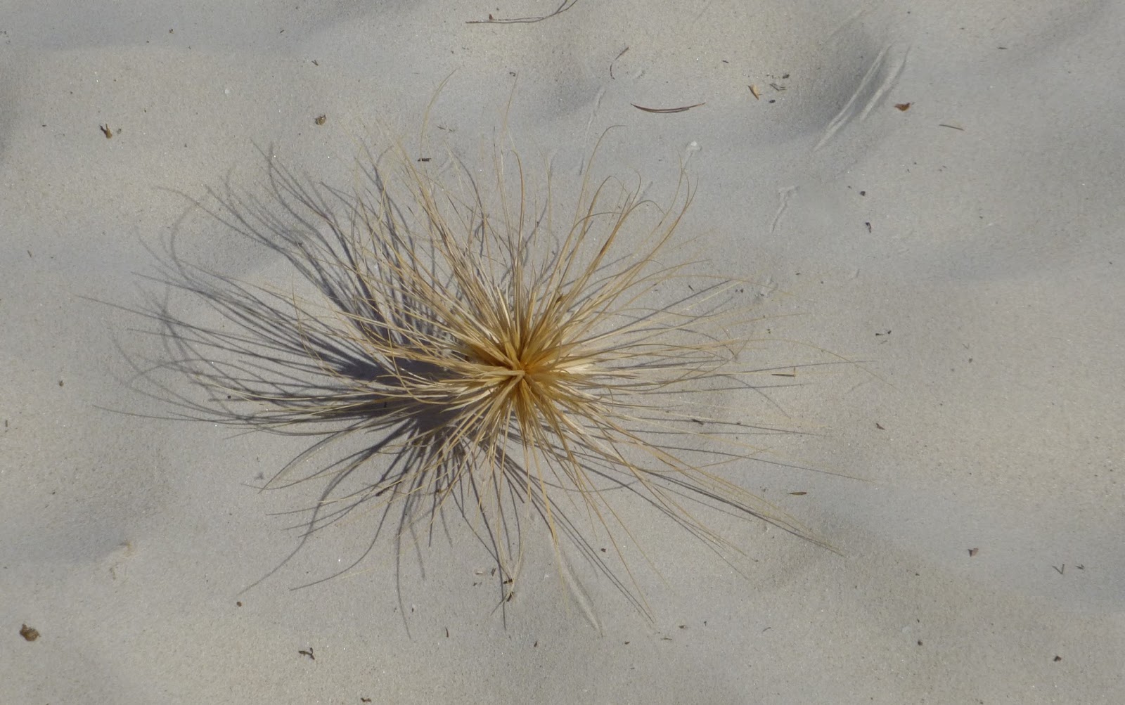 Snodge's subjective travel blog: Day 2 - Adelaide Central Market, St ...