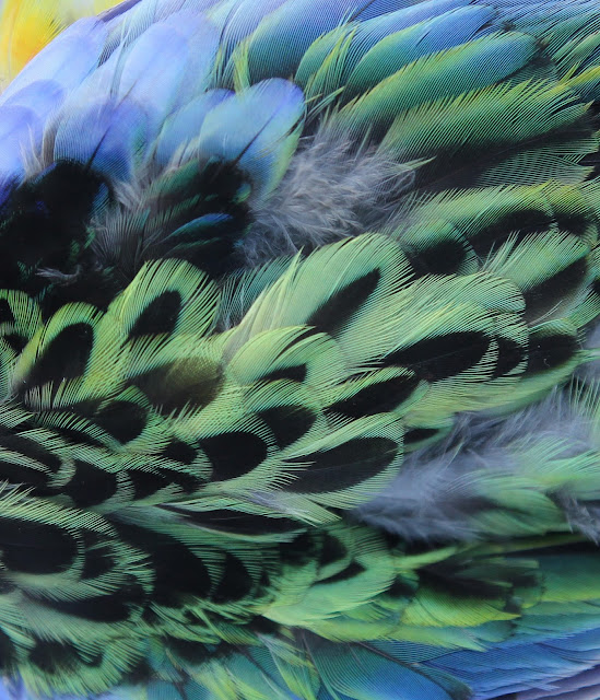 Rotorua Artist Janet Keen's Photography, Mosaics, Paintings & Writing ...