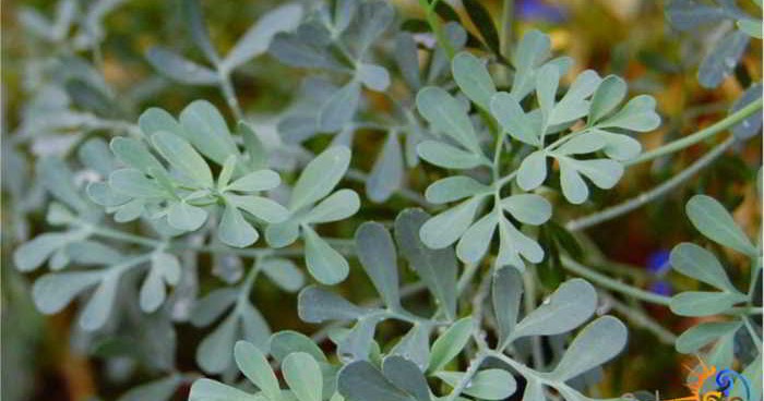 Extracto fermentado de ruda