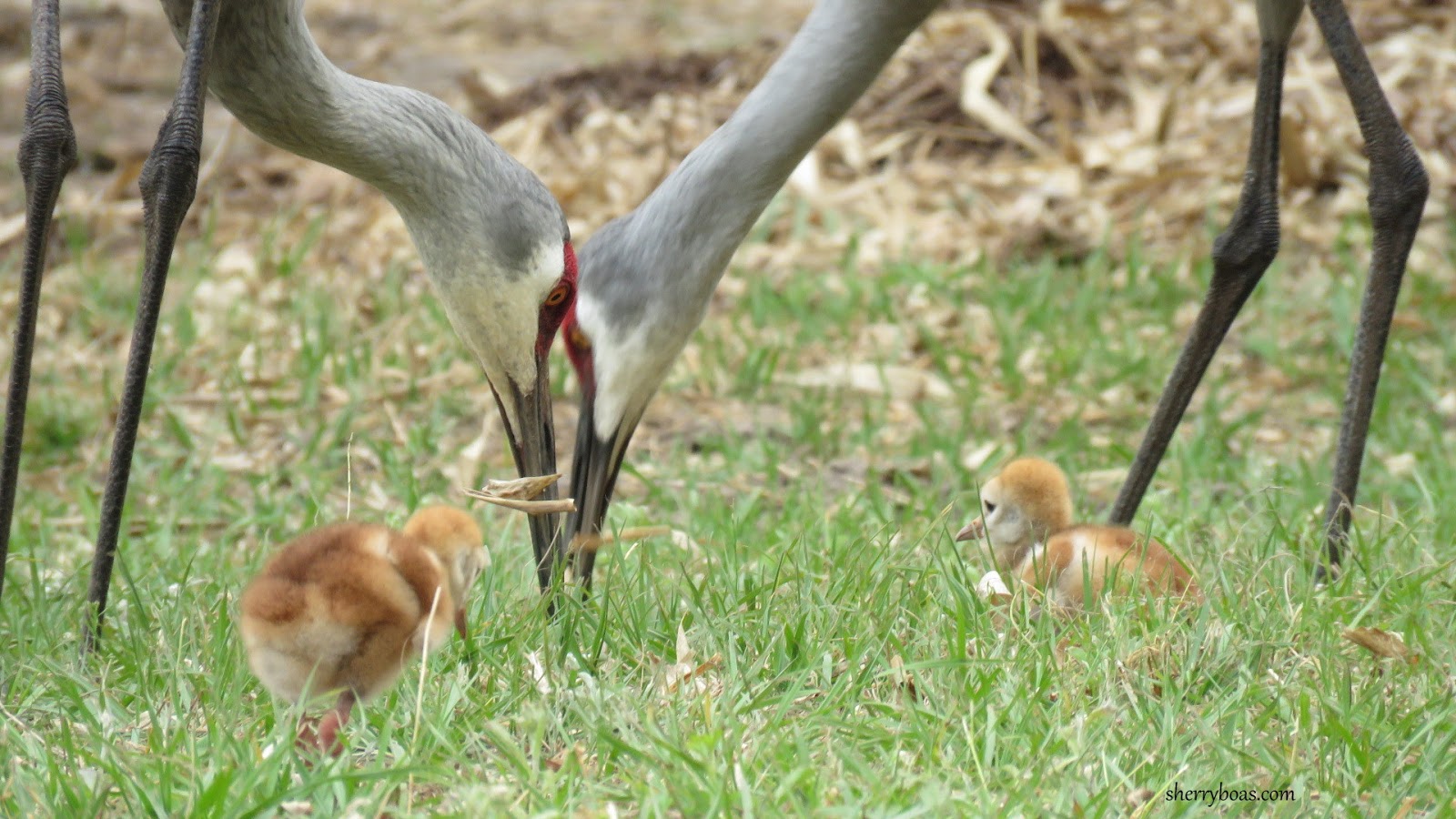 Simply Living: Baby cranes!!