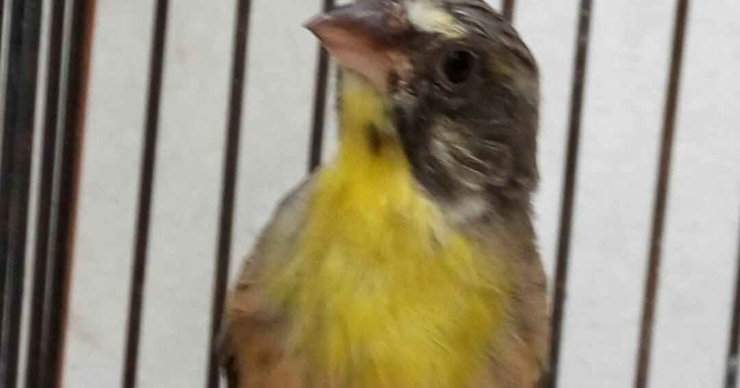 Pesona Lemon Finch / Kenari Dada Kuning - Gaco Gacor