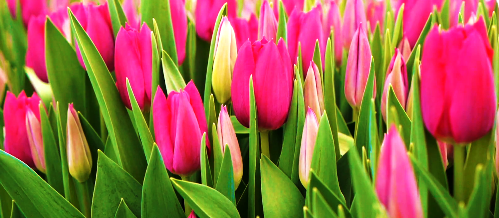 National Flower of Turkey