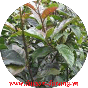 Trà tam thất - xạ đen ức chế sự phát triển của ung thư