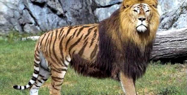 BIBOCA AMBIENTAL : ANIMAIS HÍBRIDOS