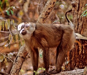 Species Pagai Island Macaque | Animals In The World