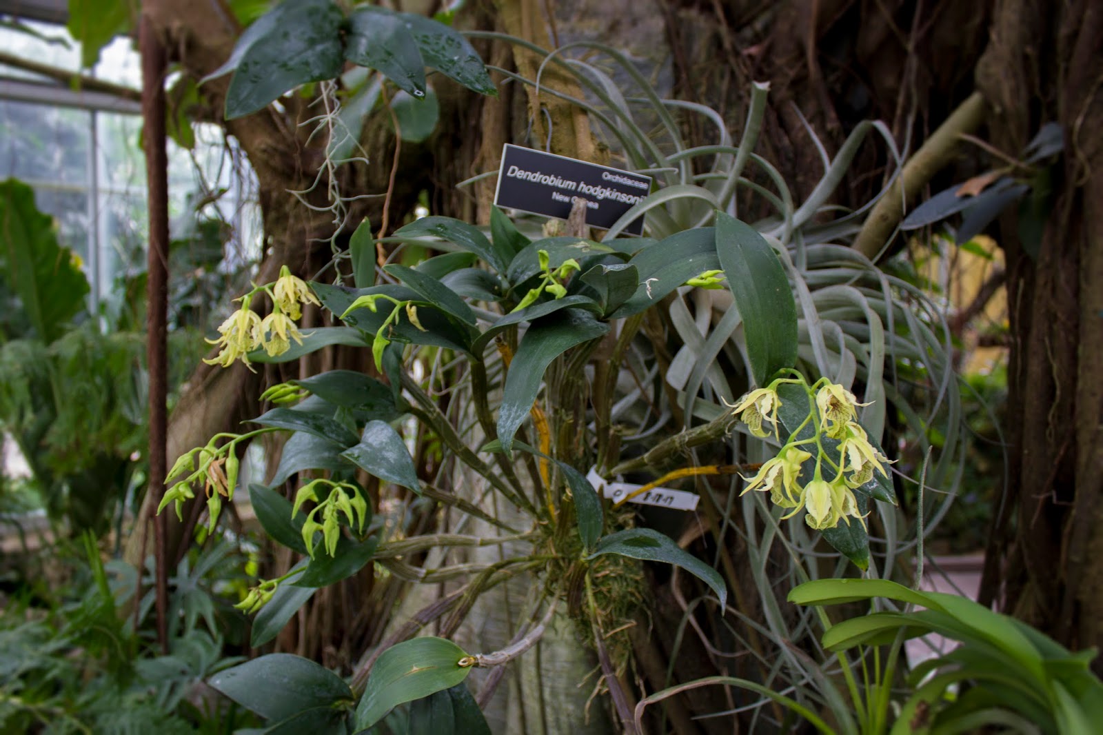 Maria's Orchids: A display of dendrobiums