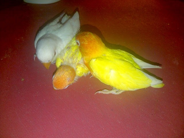 BnR Bird Farm: profil indukan burung lovebird