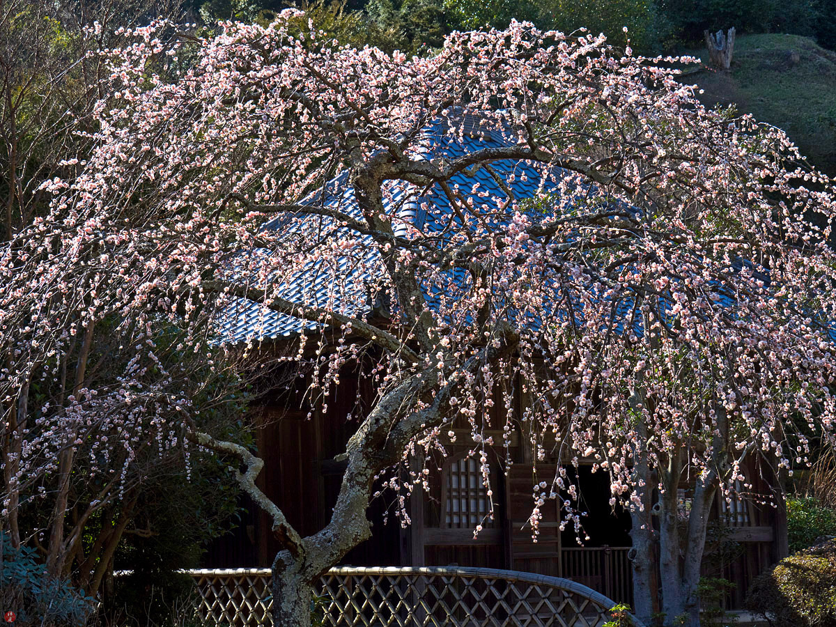 FROM THE GARDEN OF ZEN: Weeping Ume tree: Kaizo-ji