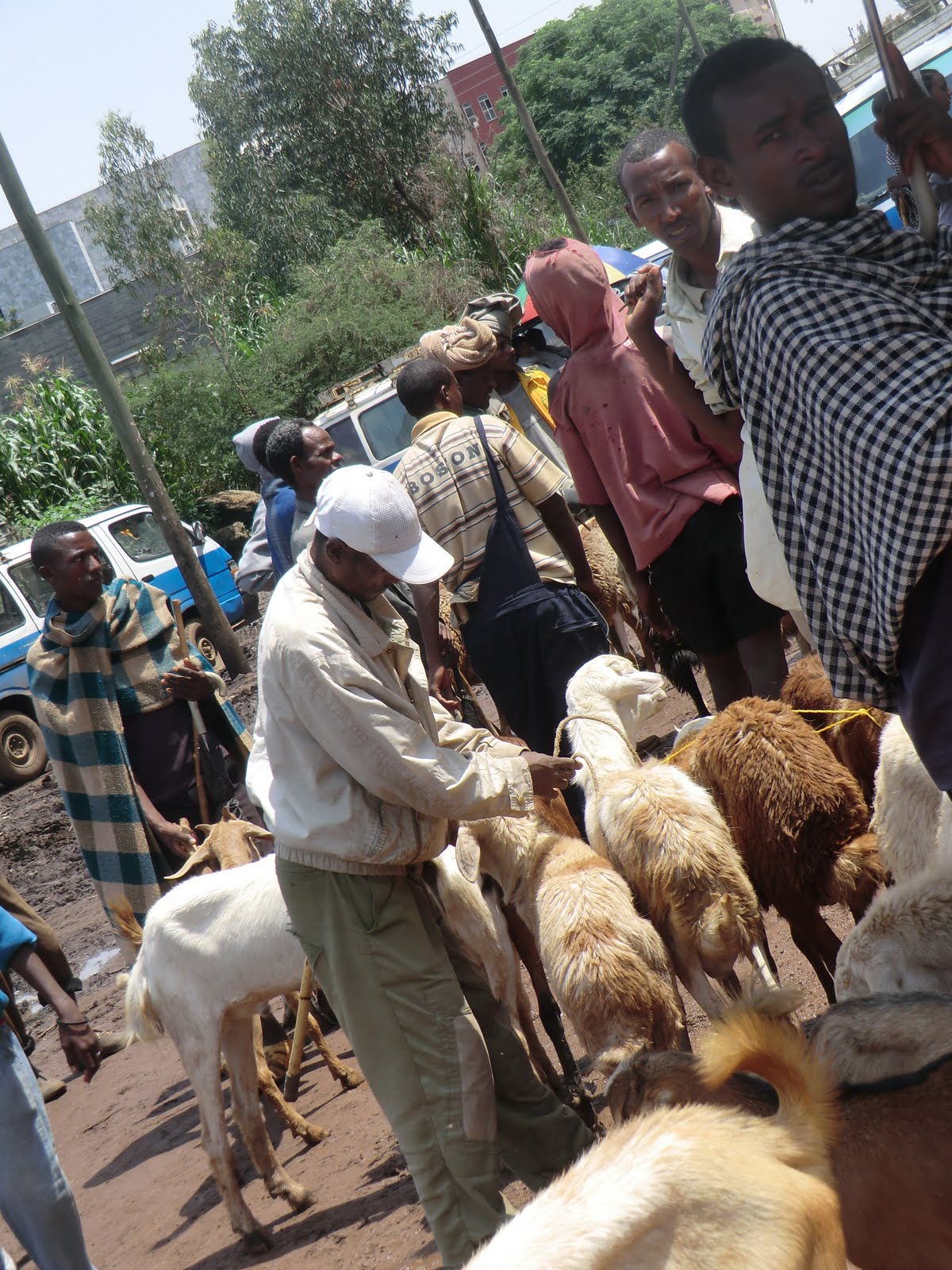 The World of Nickolândia: Buying a Goat, Ethiopian Style