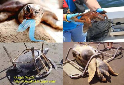 Sotong: Selamatkan Penyu.