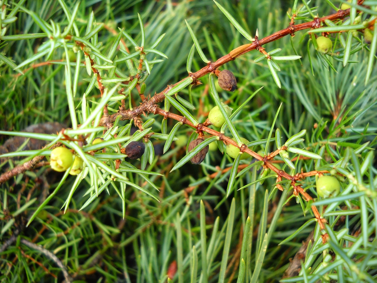 Huset bakom lindarna: Sol, ris och en krans.