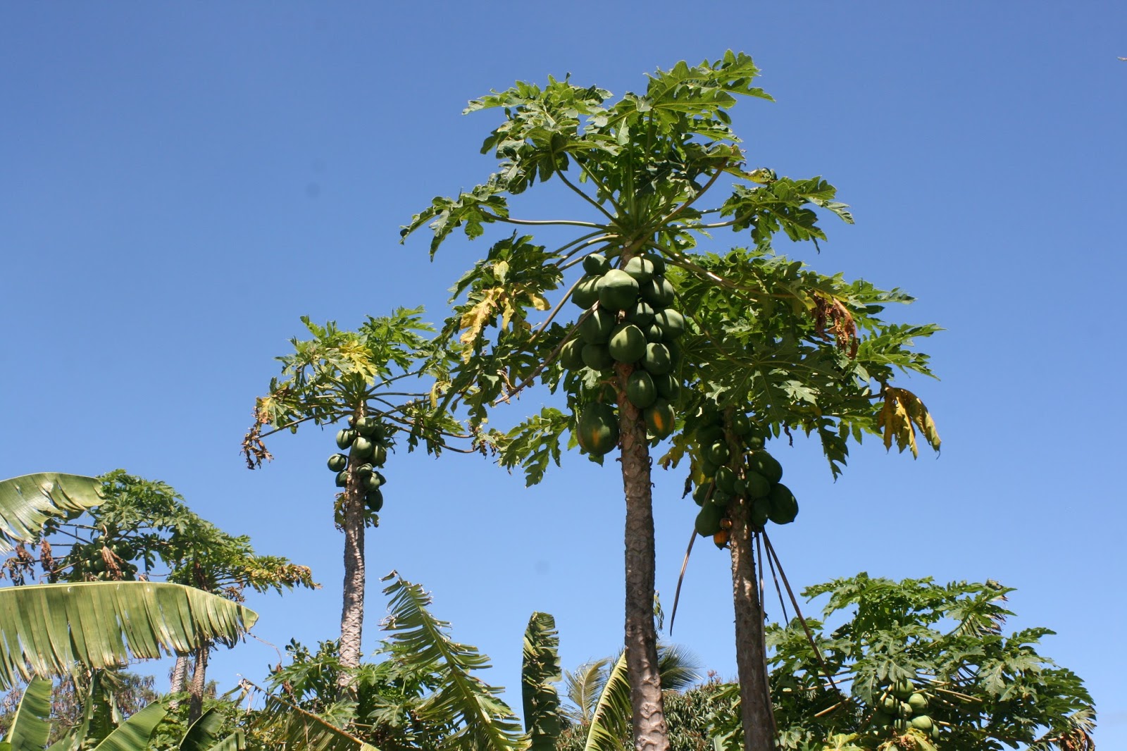 Mission To The Land of The Long White Cloud: Trees in Tonga