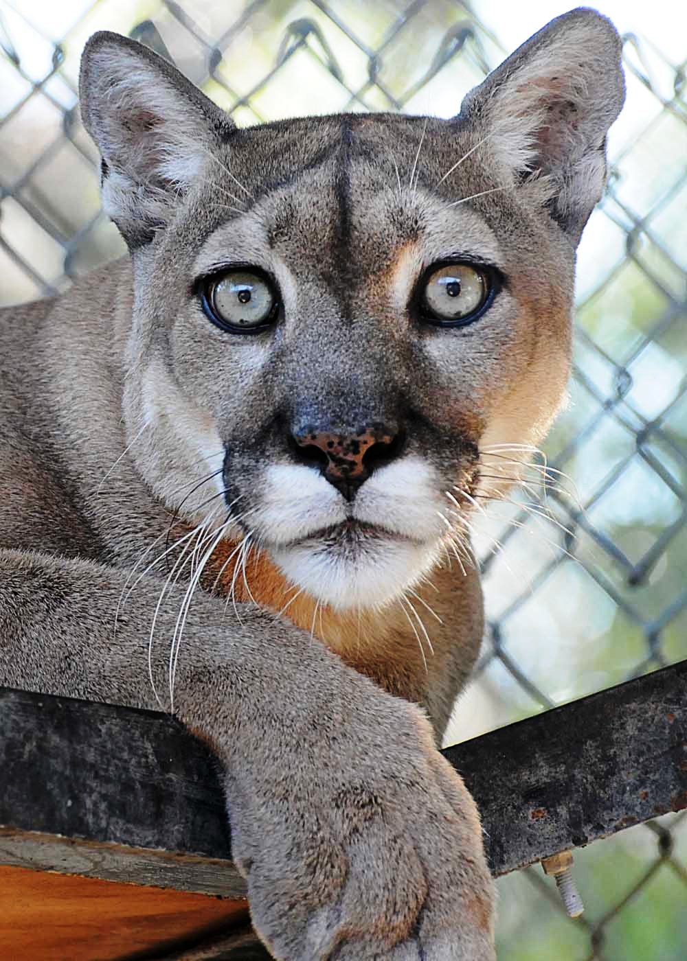 In-Sync Exotics' Cat Tales: Caring for Our "Seasoned" Wild Cats!