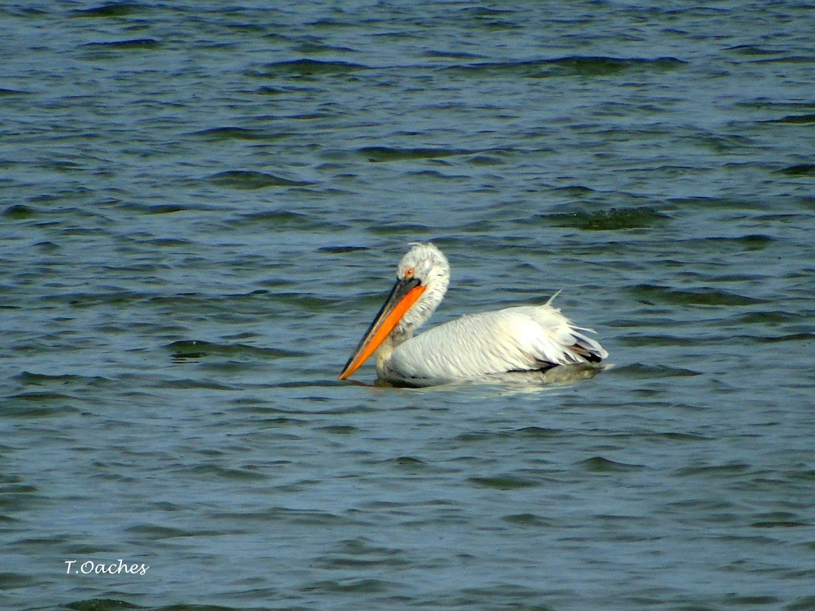 PASARI DIN ROMANIA: pelican cret