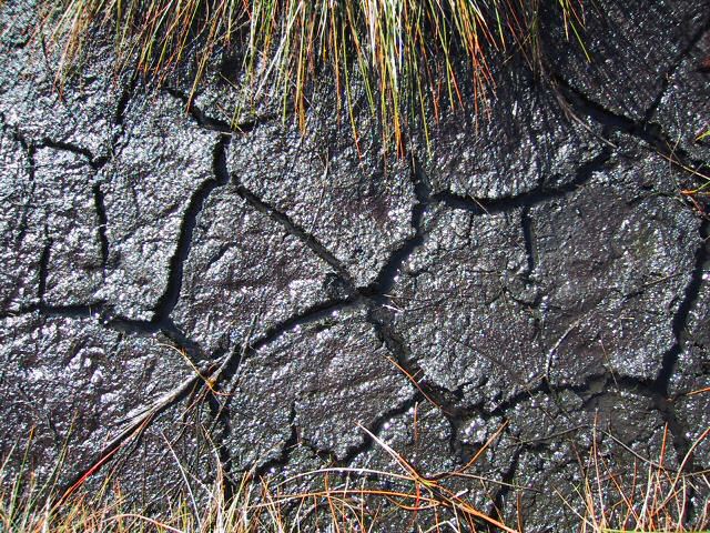 "Bog" Standard - Peatlands and Global Environmental Change: Peatland ...