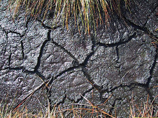 "Bog" Standard - Peatlands and Global Environmental Change: Peatland ...