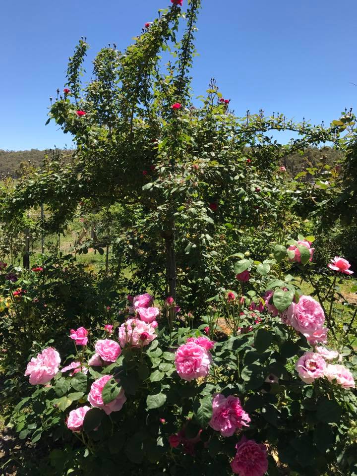 umiyumi2 : our life in perth, WA: Mostly Roses Nursery - Donnybrook, WA
